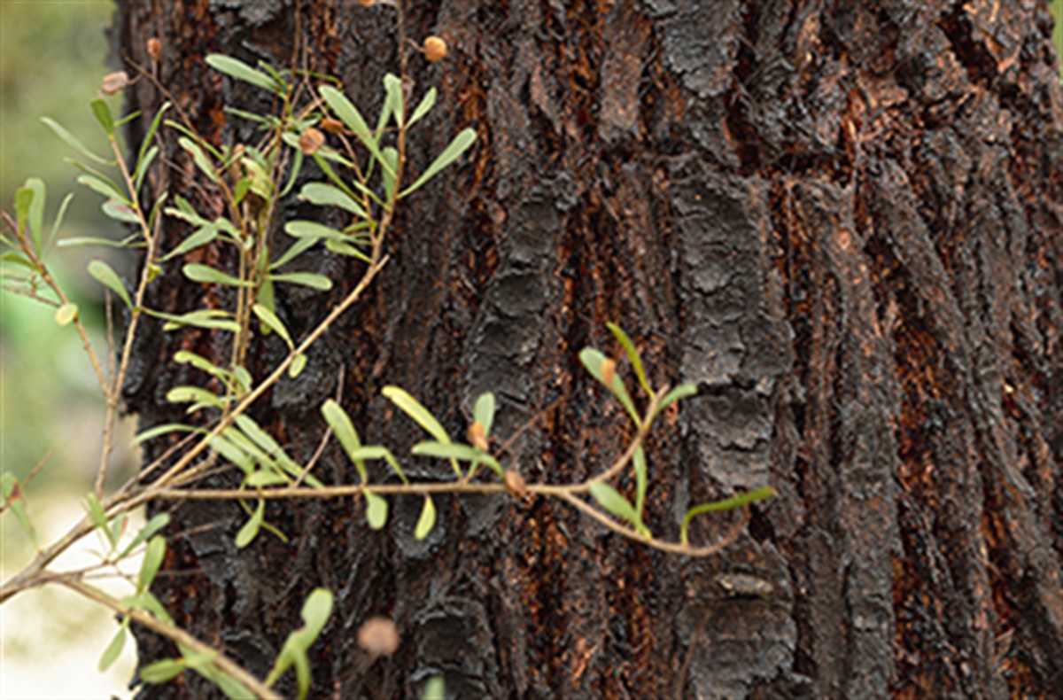 Alluvial terraces | Mount Alexander Shire Council