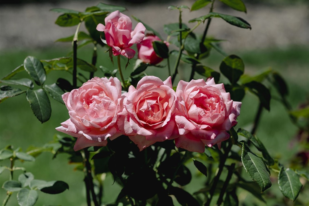 Rose garden | Mount Alexander Shire Council